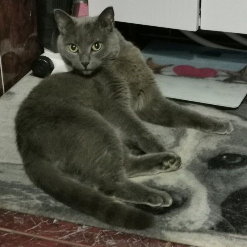 Кот