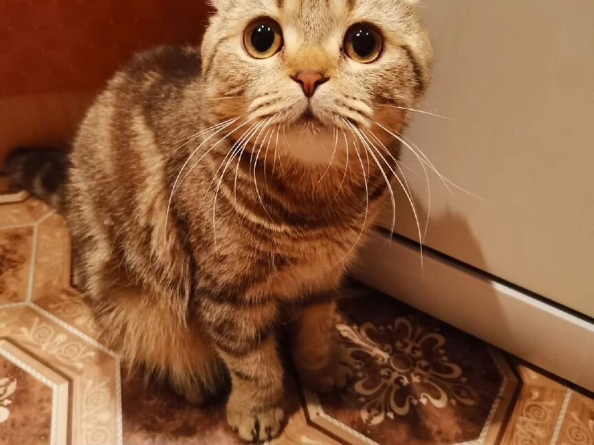 Шотландский кот