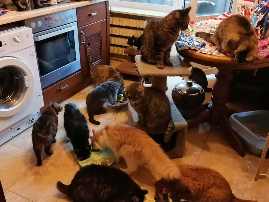 Наш котодом хочет есть )