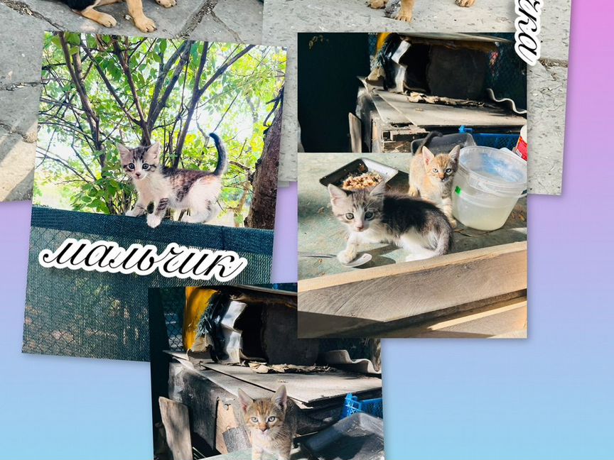 Маленькие дружочки, ищут любящую семью