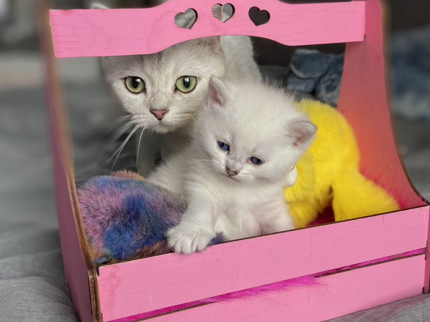 Британские котята
