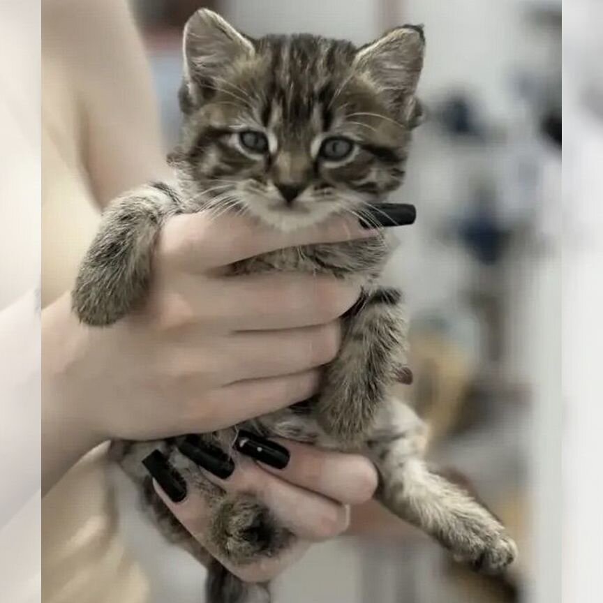 Котёнок в добрые руки