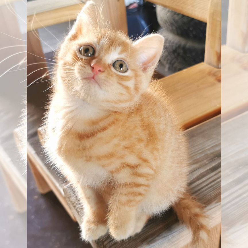 Рыжий котенок в добрые руки