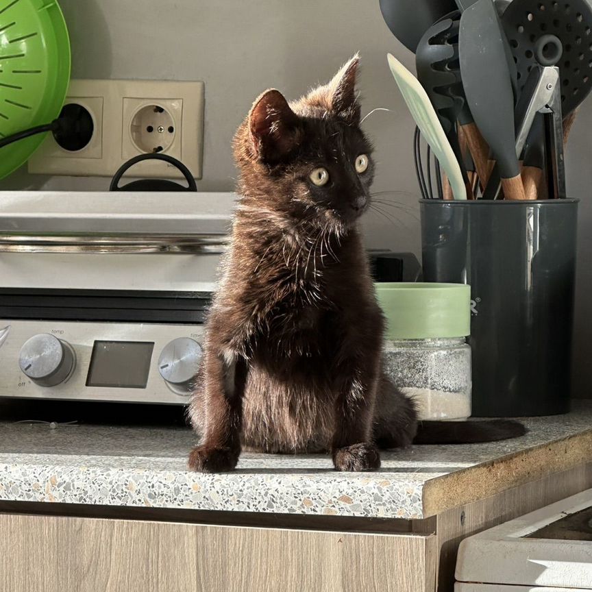 Особенный котенок Умка