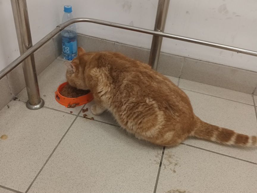 Красивому котику нужен любящий дом