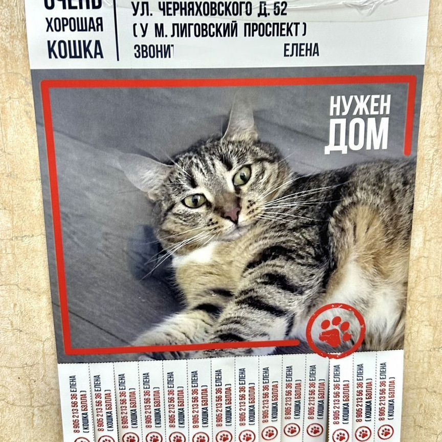 Сибирская, взрослая кошка