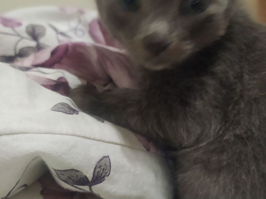 Котята в добрые руки приучены к лотку