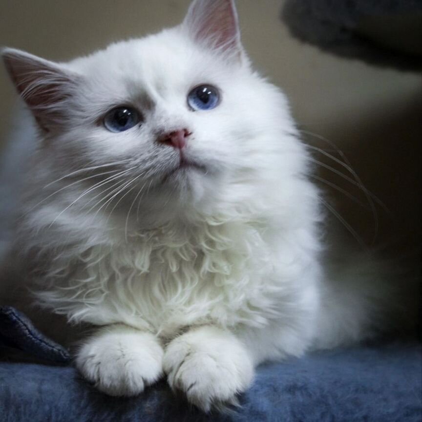 Кот Кощей