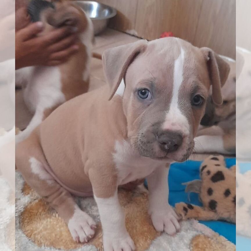 Стаффордширский терьер