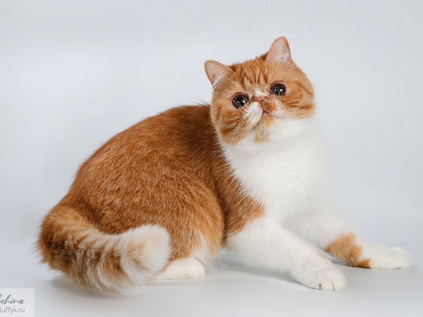 Экзотический кот
