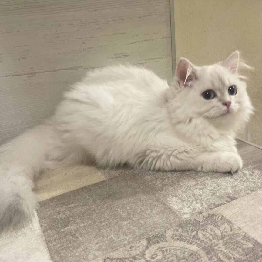 Британские котята, мальчик