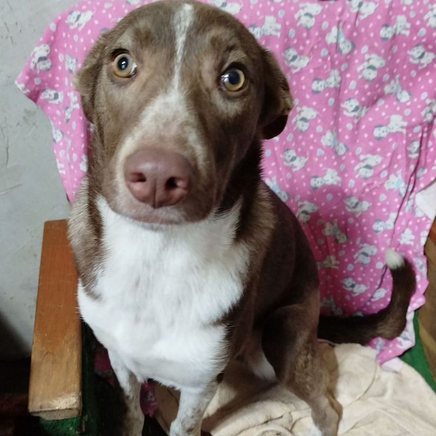 Собачка в добрые руки