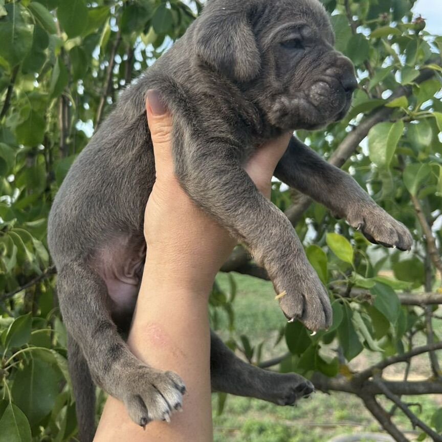 Щенки Кане корсо
