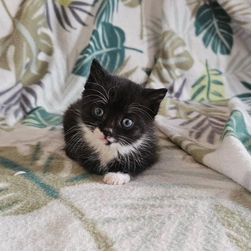 Черно белый котенок