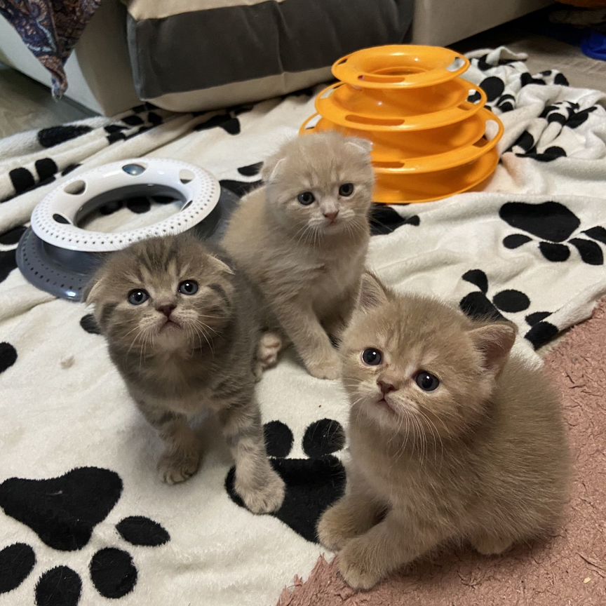Британские котятки