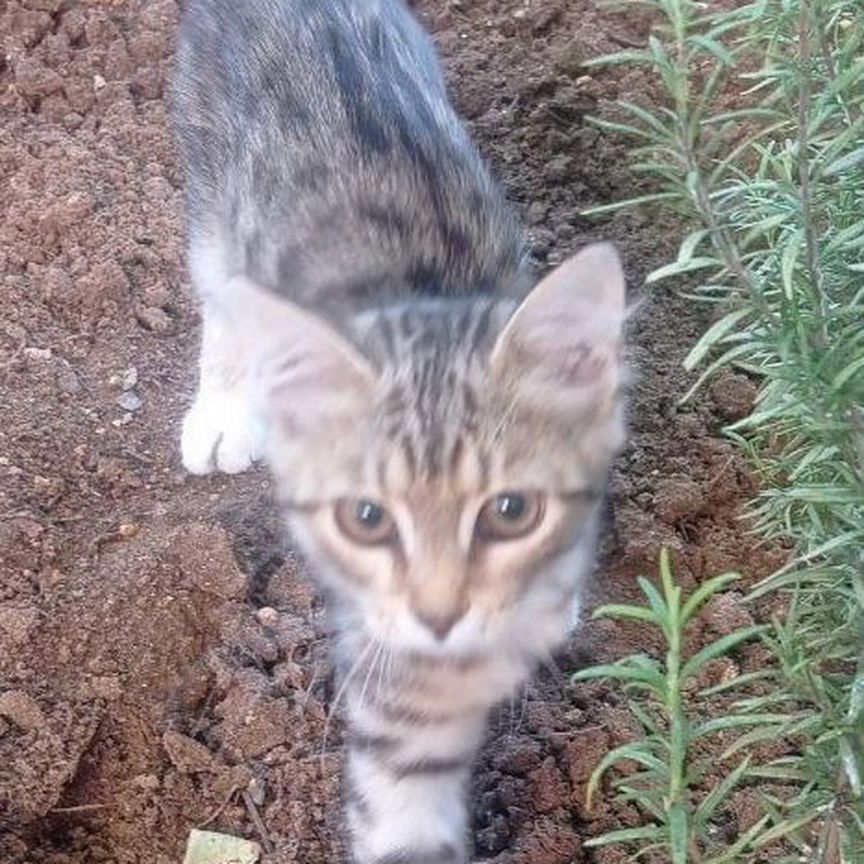 Котятки