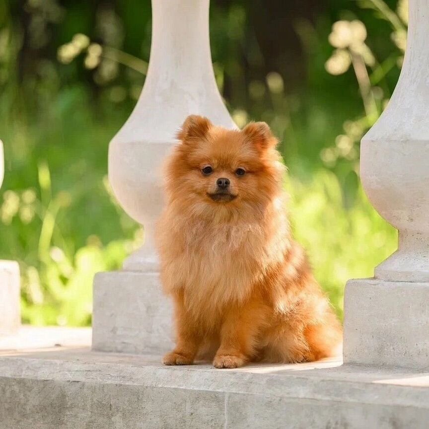 Померанский шпиц мини