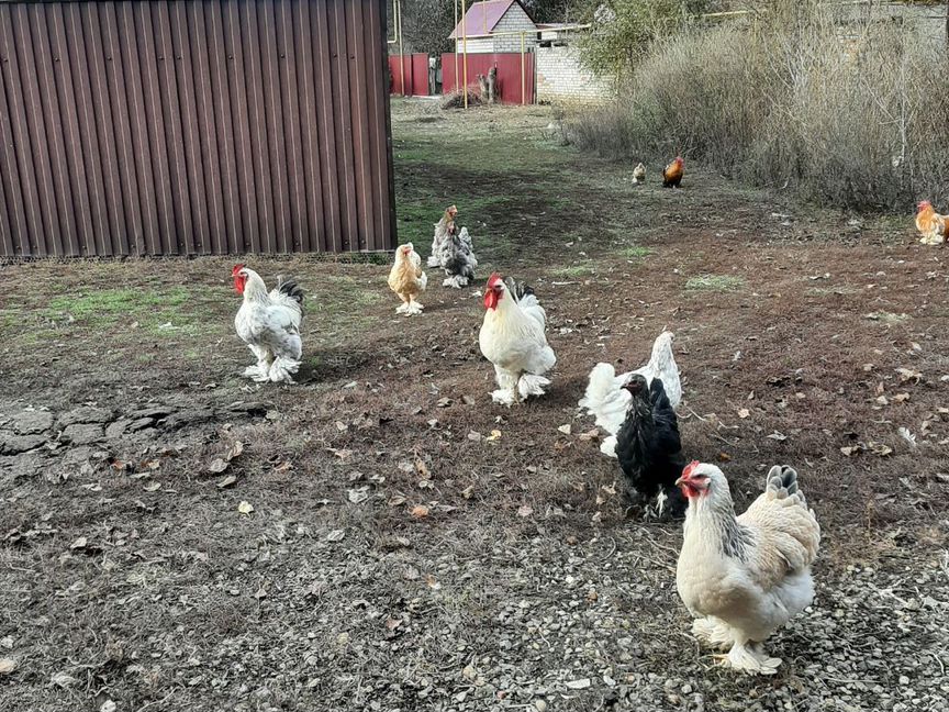 Куры и петухи брама