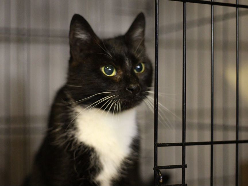 Кошка Темари: выжила, чтобы стать любимой. Ищем до