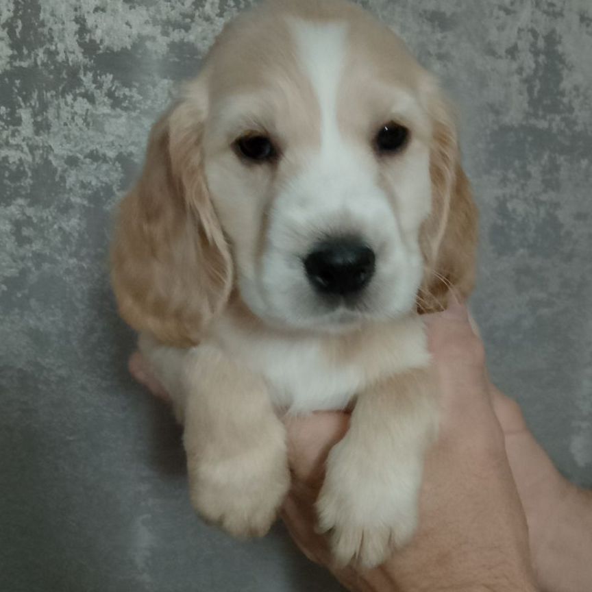 Английский кокер-спаниель, щенок