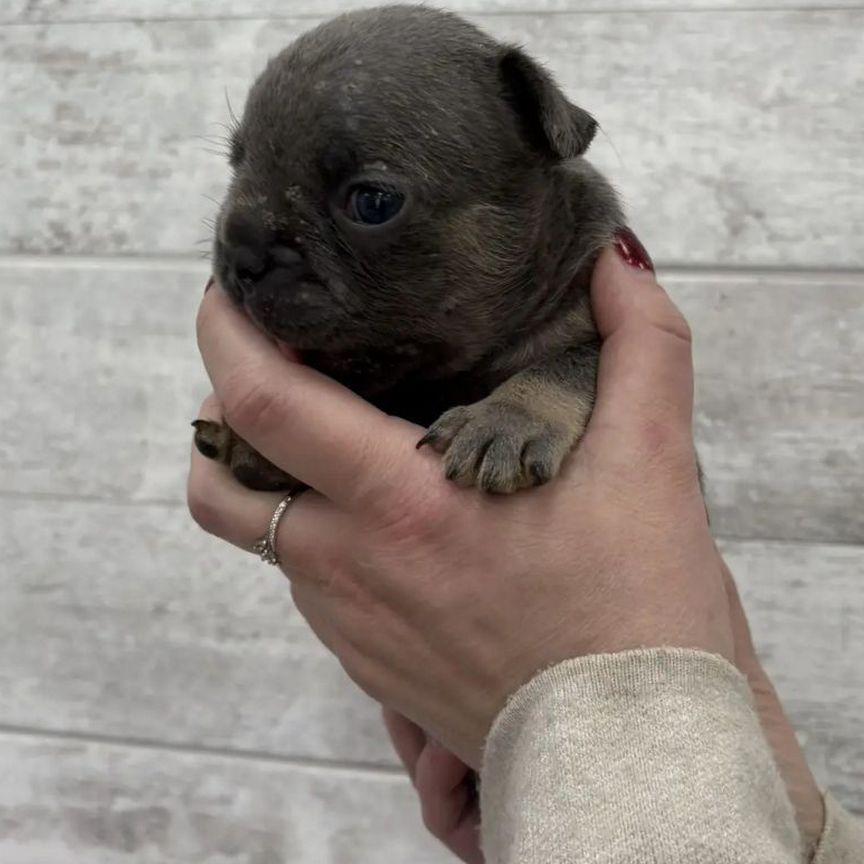 Французский бульдог, щенок