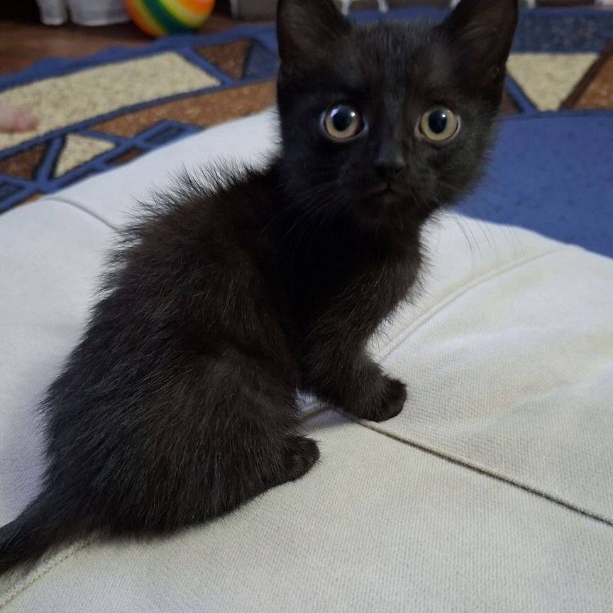 Котёнок в добрые руки