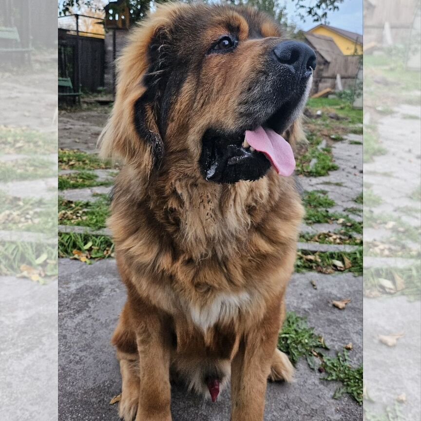 Вязка собак