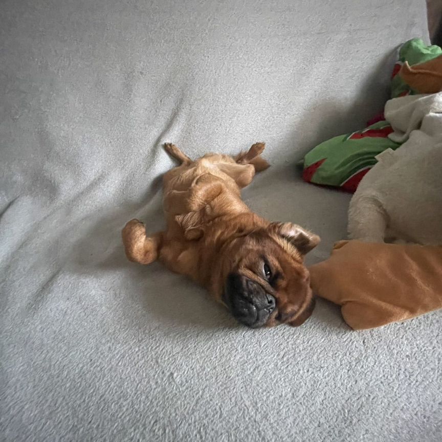 Вязка гриффона