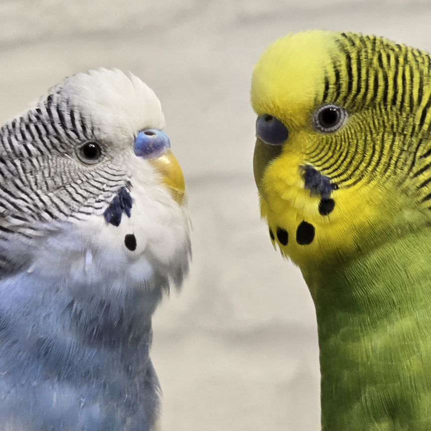 Волнистые попугаи с клеткой