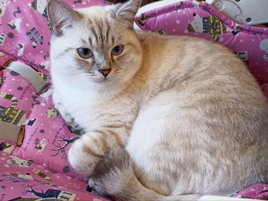 Шотландский кот