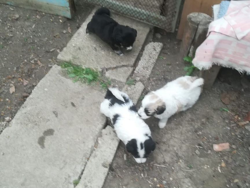 Щенки