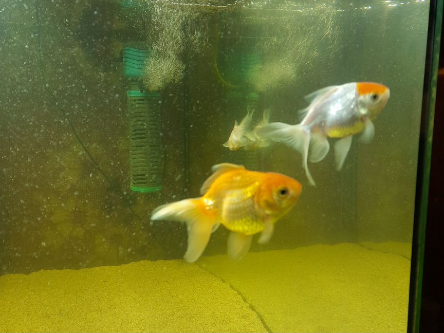 Золотая рыбка оранда