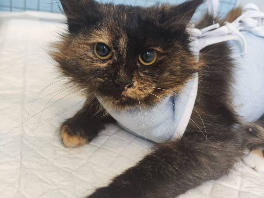 Долгожданный шанс-кошка ждет чуда