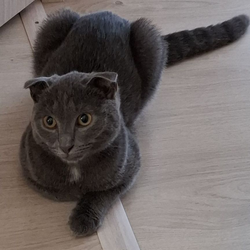 Шотландский вислоухий короткошёрстный котёнок