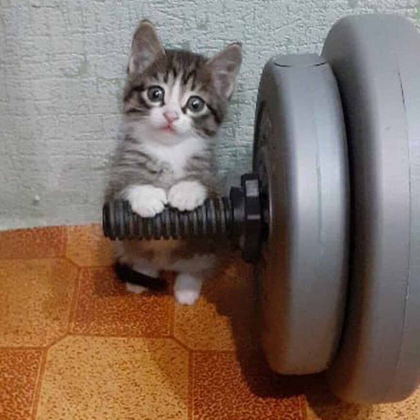 Котёнок в добрые руки