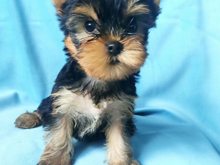 Йоркширский терьер мини щенки бейби фейс девочка
