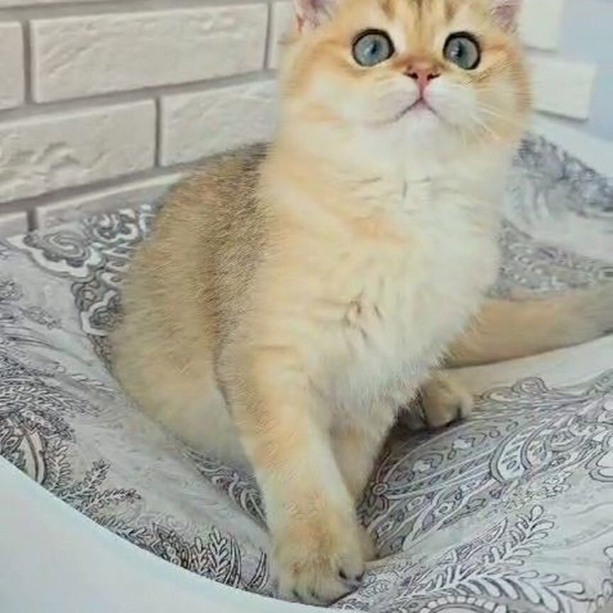 Британские золотые котята