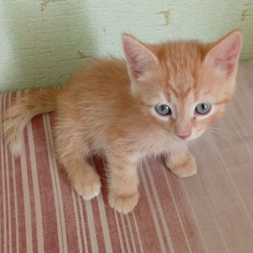 Котенок сибирский