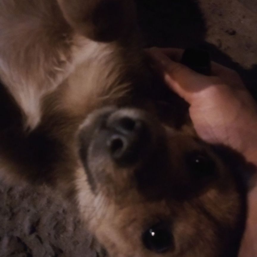 Ищем добрые и любящие ручки