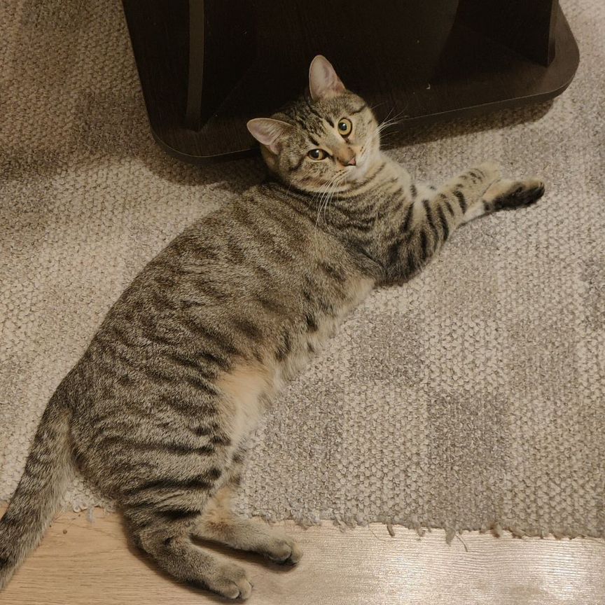 Отдам кота в добрые руки