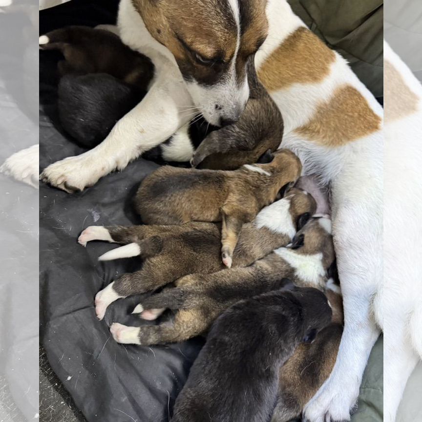 Джек-рассел-терьер, щенок