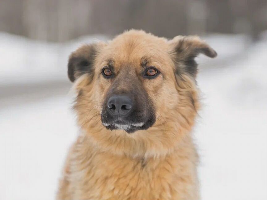 Купер из приюта очень хочет домой