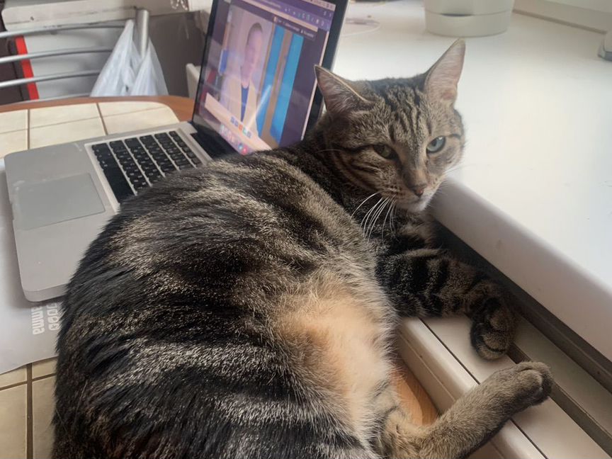 Отдам кошечку в добрые руки