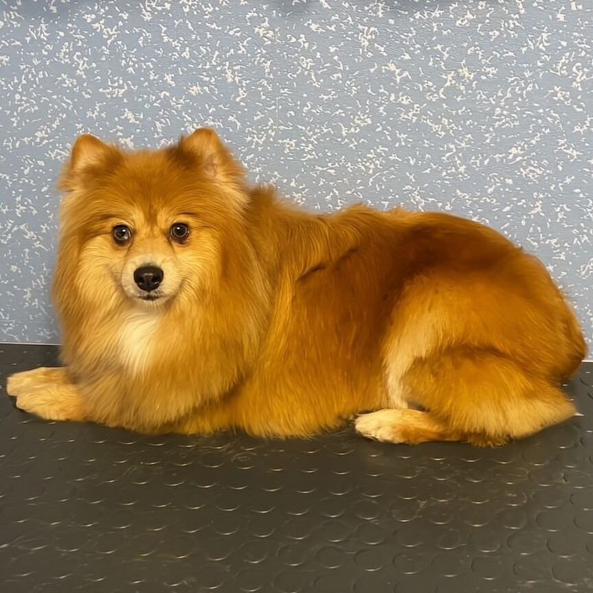 Немецкий шпиц, взрослая собака