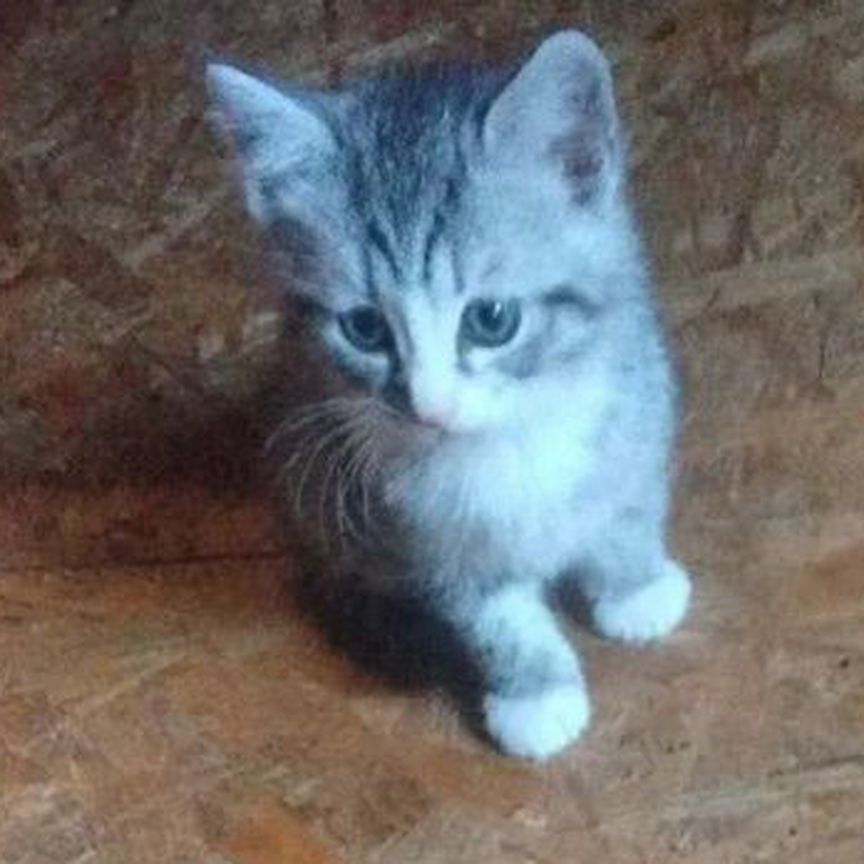 Котёнок в добрые руки