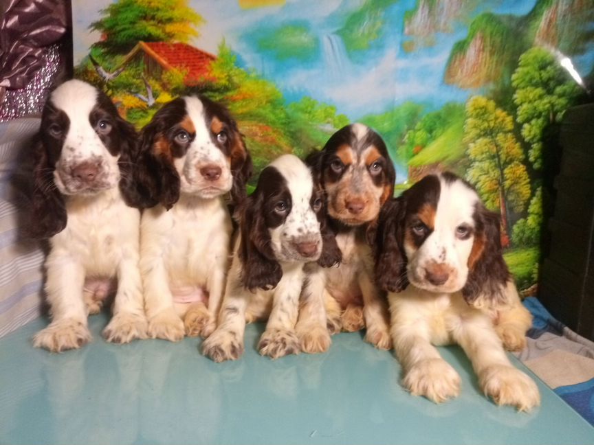 Спаниель Английский кокер
