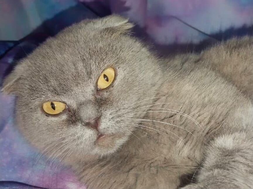 Британская кошечка ищет дом