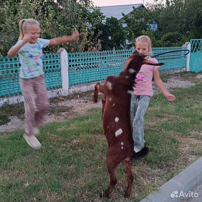 Козлик нубиец 4 месяца