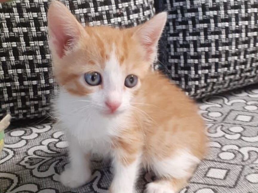 Котёнок Ласка в добрые руки