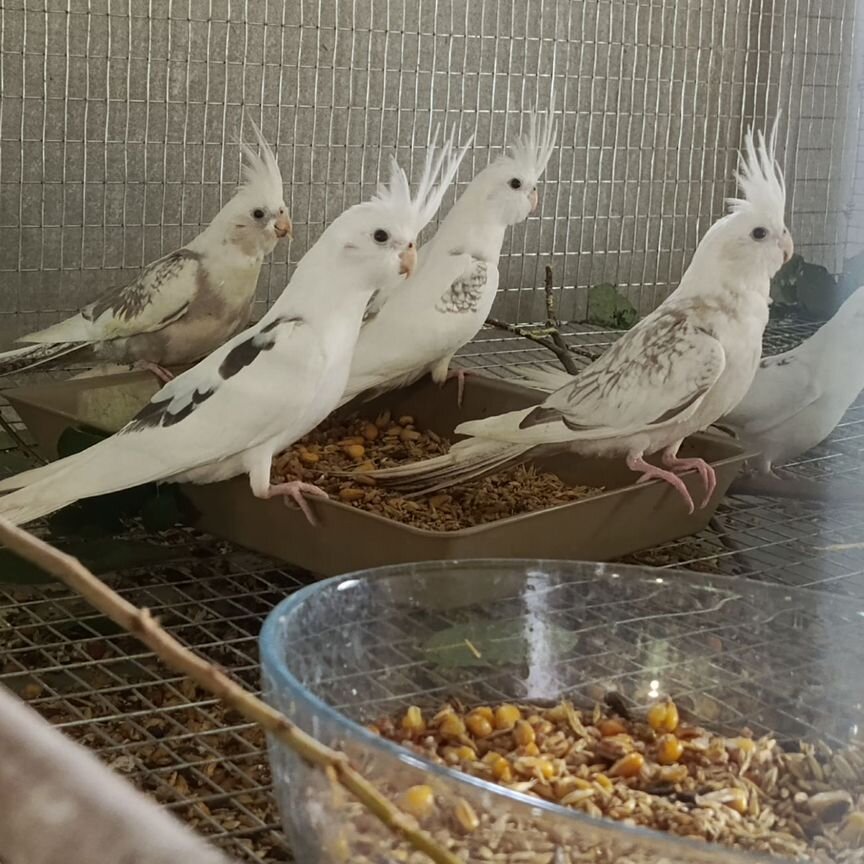 Попугай корелла безщекий